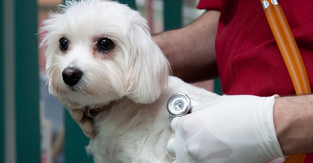 Quelles sont les maladies du Bichon Maltais