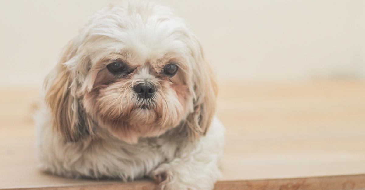 Bichon Maltais croisé Shih Tzu : caractéristiques et photos