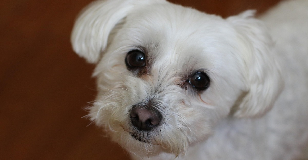 Bichon Maltais anxieux, comment les solutions naturelles peuvent l ...