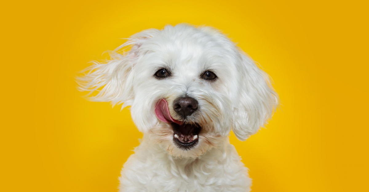 L'alimentation du Bichon Maltais : comment bien le nourrir
